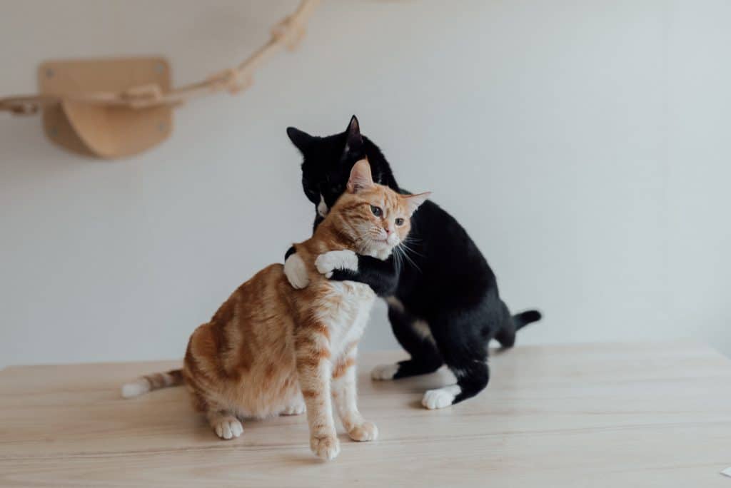 How Real Cats React to Robot Cats - Robot Pet Friends