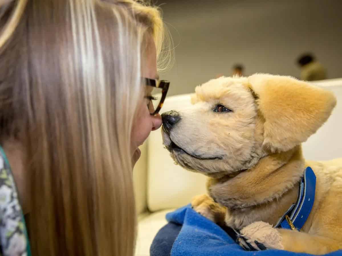 How Robot Pets Respond to Human Emotions - Robot Pet Friends