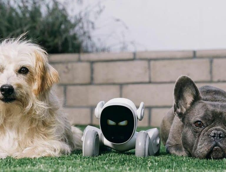 Can Robot Pets Withstand Outdoor Use? - Robot Pet Friends